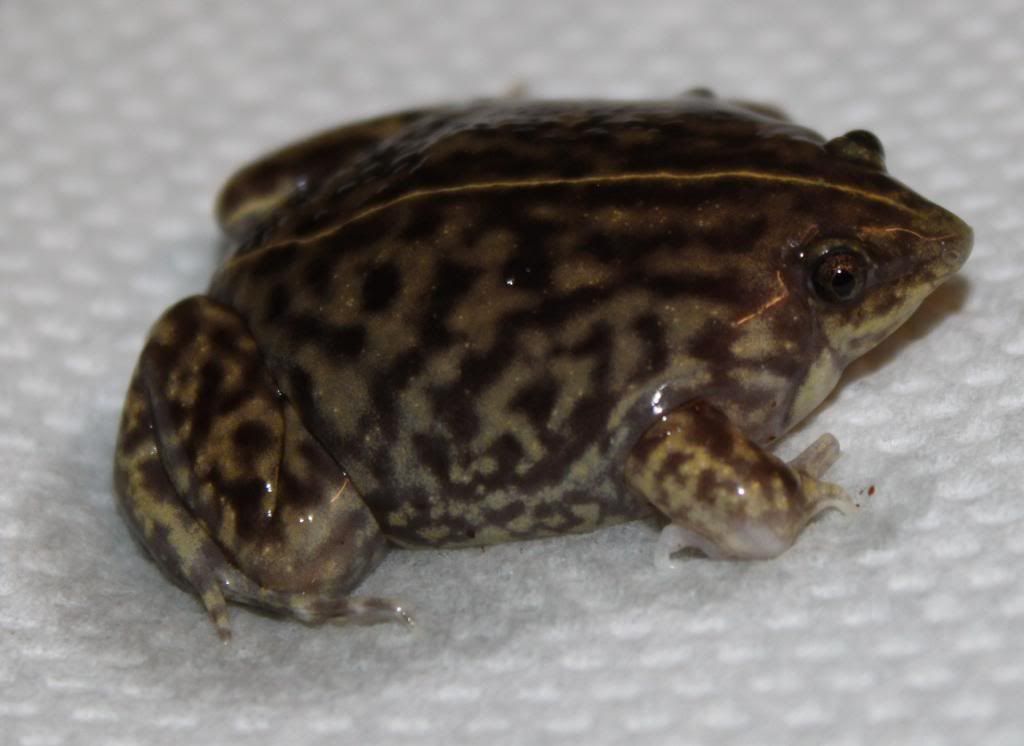 Hemisus marmoratus pignose frog
